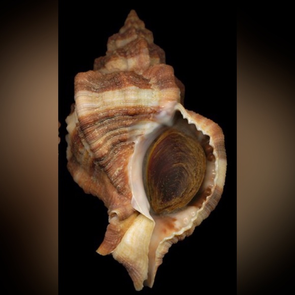 Jewelry | Pearl In A Triton Olive Trumpet Spindle Spiral Shell Murex ...